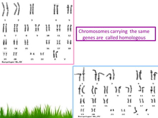 DNA, CHROMOSOMES & GENES | PPTX