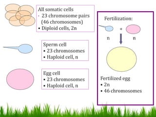 DNA, CHROMOSOMES & GENES | PPTX