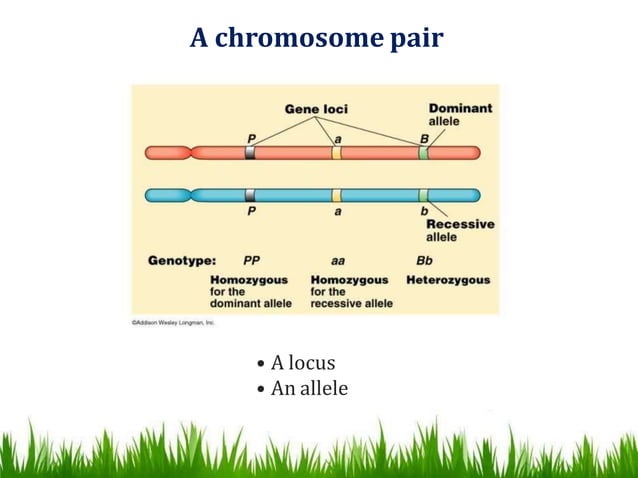 DNA, CHROMOSOMES & GENES | PPTX | Biological Sciences | Science