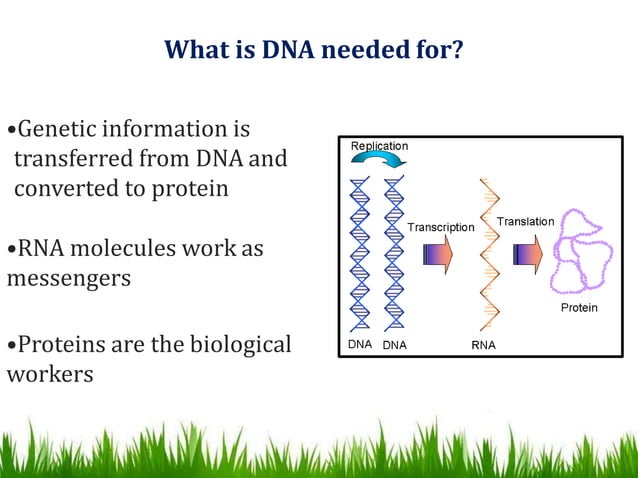 DNA, CHROMOSOMES & GENES | PPTX | Biological Sciences | Science