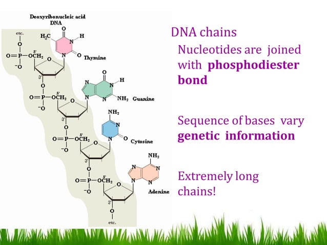 DNA, CHROMOSOMES & GENES | PPTX | Biological Sciences | Science