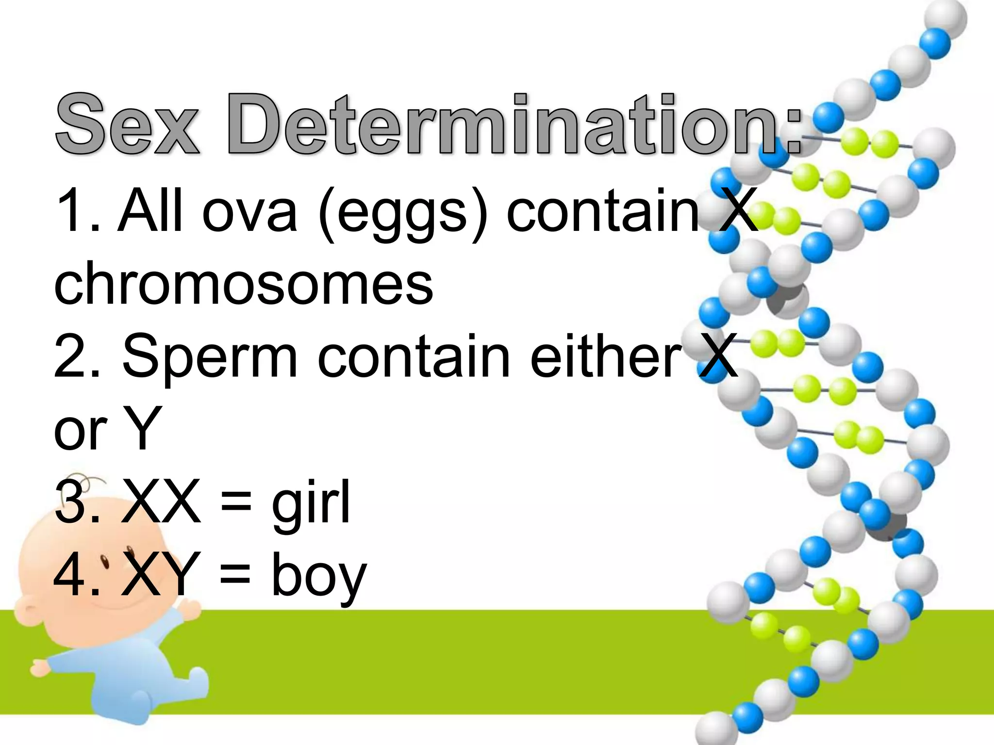 Chromosomes & Genes | PPTX