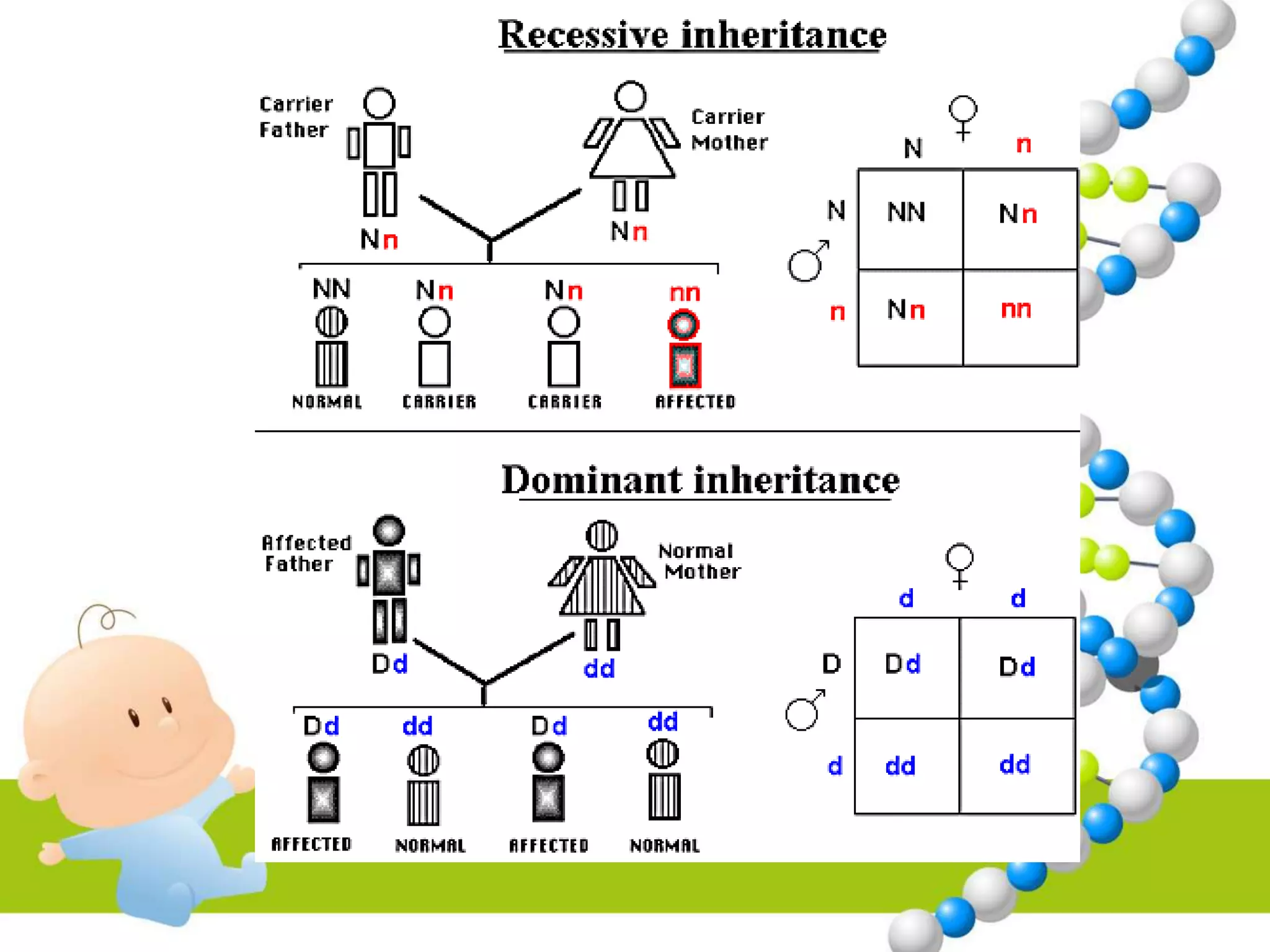 Chromosomes & Genes | PPTX