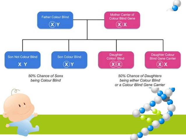 Chromosomes & Genes | PPTX