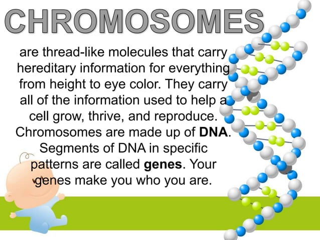 Chromosomes & Genes | PPT