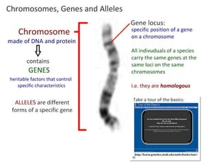 Alleles And Genes