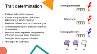 Chromosomes, genes and dna ppt | PPTX