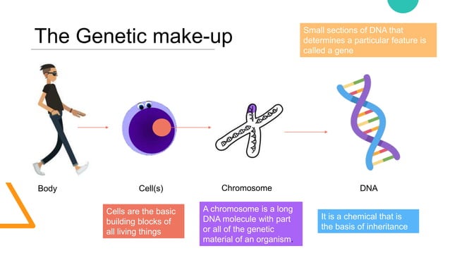 Chromosomes, genes and dna ppt | PPTX