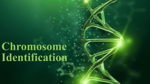 Chromosomes Identification general presentation | PPTX