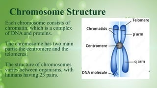 Chromosomes Identification general presentation | PPTX
