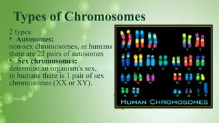 Chromosomes Identification general presentation | PPTX