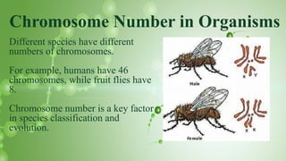 Chromosomes Identification general presentation | PPTX
