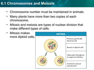 Chromosomes & intro to meiosis 6.1 | PPT