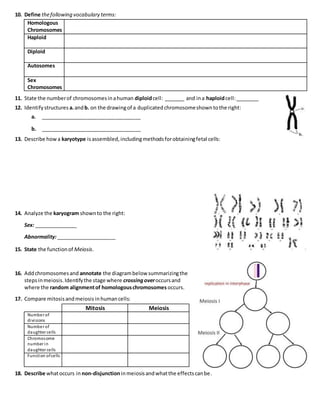 Meiosis Review Worksheet