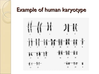 chromosomesmitoticcycle-160401133710.pdf