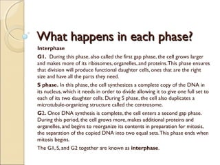 Chromosomes and cell cycle | PPT