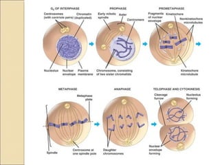 Chromosomes and cell cycle | PPT
