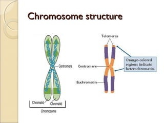 Chromosomes and cell cycle | PPT