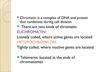 Chromosomes and cell cycle | PPT