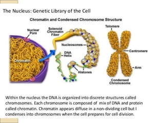 Chromosomes and cell cycle | PPT