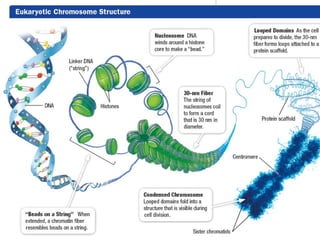 Chromosomes and cell cycle | PPT