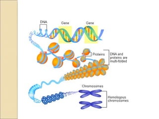 Chromosomes and cell cycle | PPT