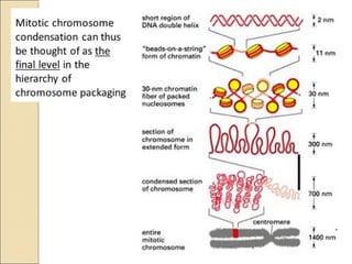 Chromosomes and cell cycle | PPT