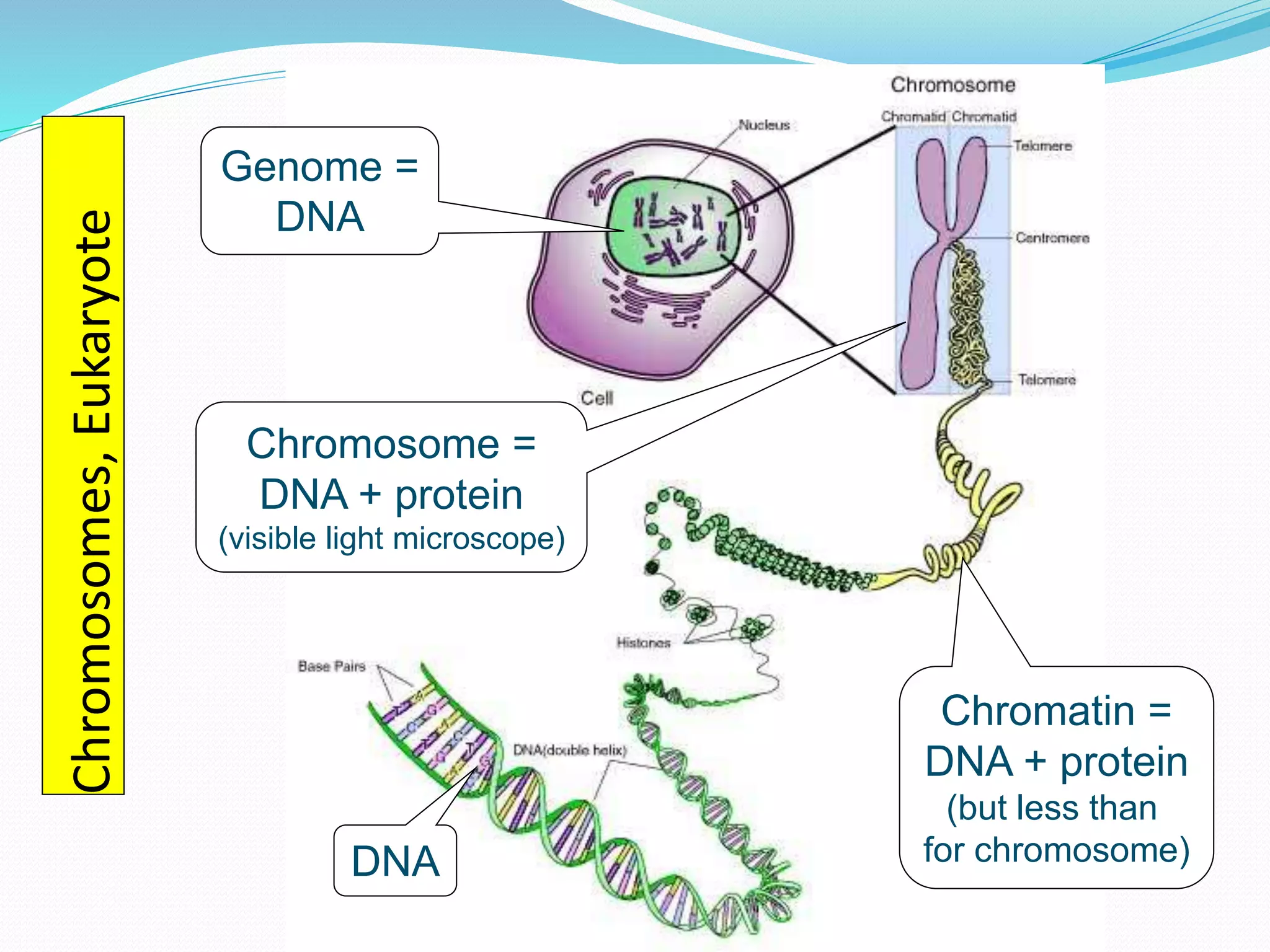 Chromosomes morphology and mitosis | PPTX