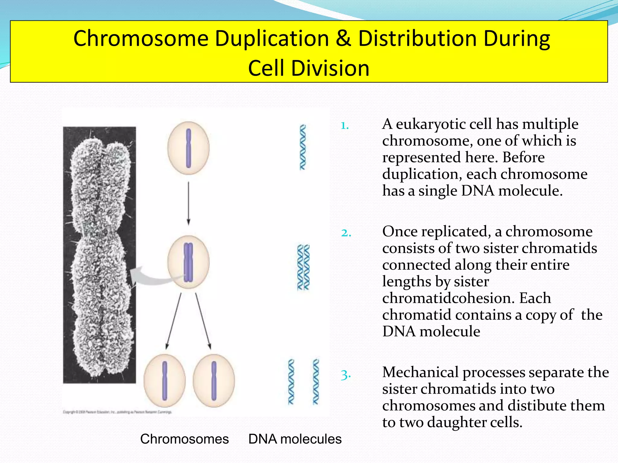 Chromosomes morphology and mitosis | PPTX