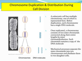 Chromosome Duplication And Distribution During Cell Division