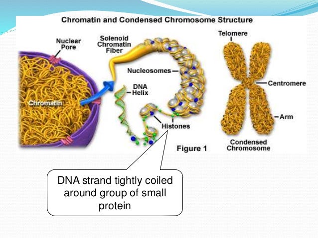 Chromosomes morphology and mitosis