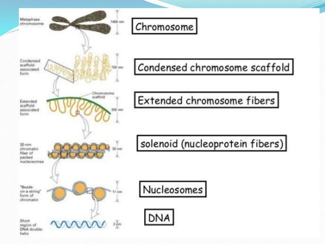 Chromosomes morphology and mitosis