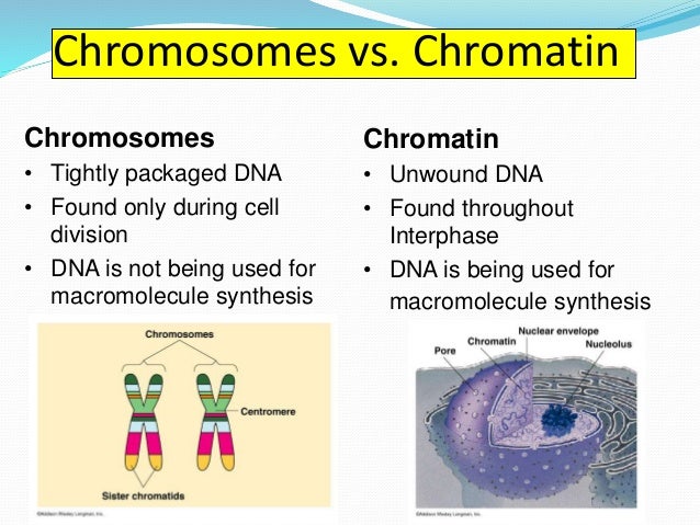 Chromosomes morphology and mitosis