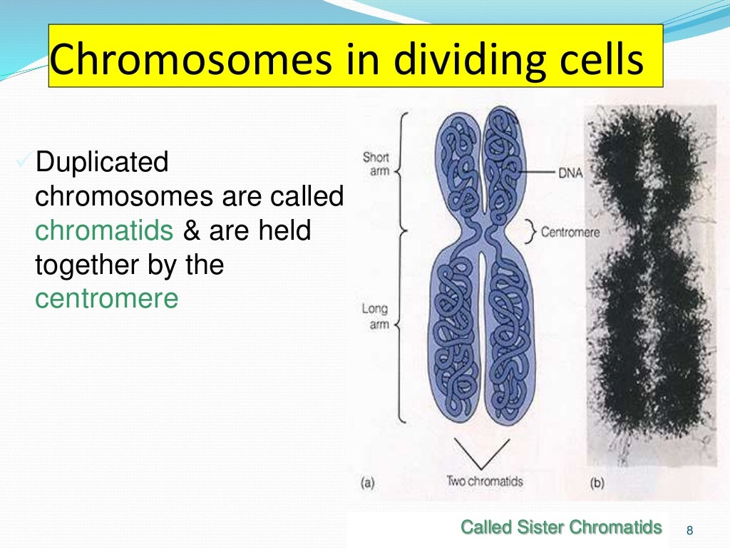 Chromosomes morphology and mitosis