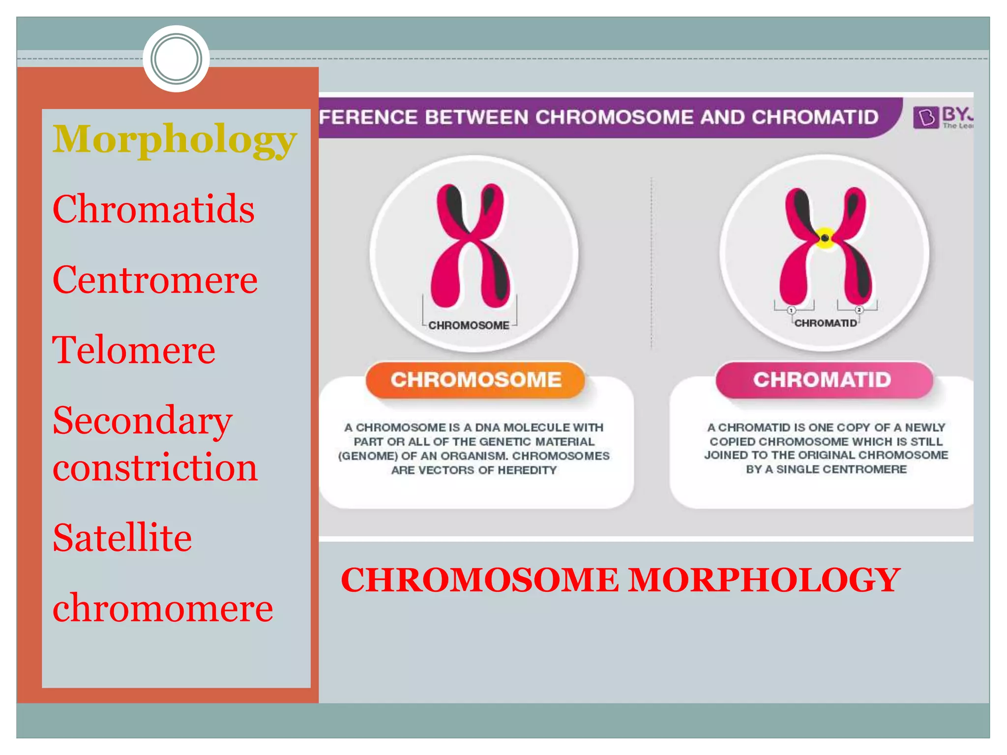 Chromosomes structure and morphology | PPT