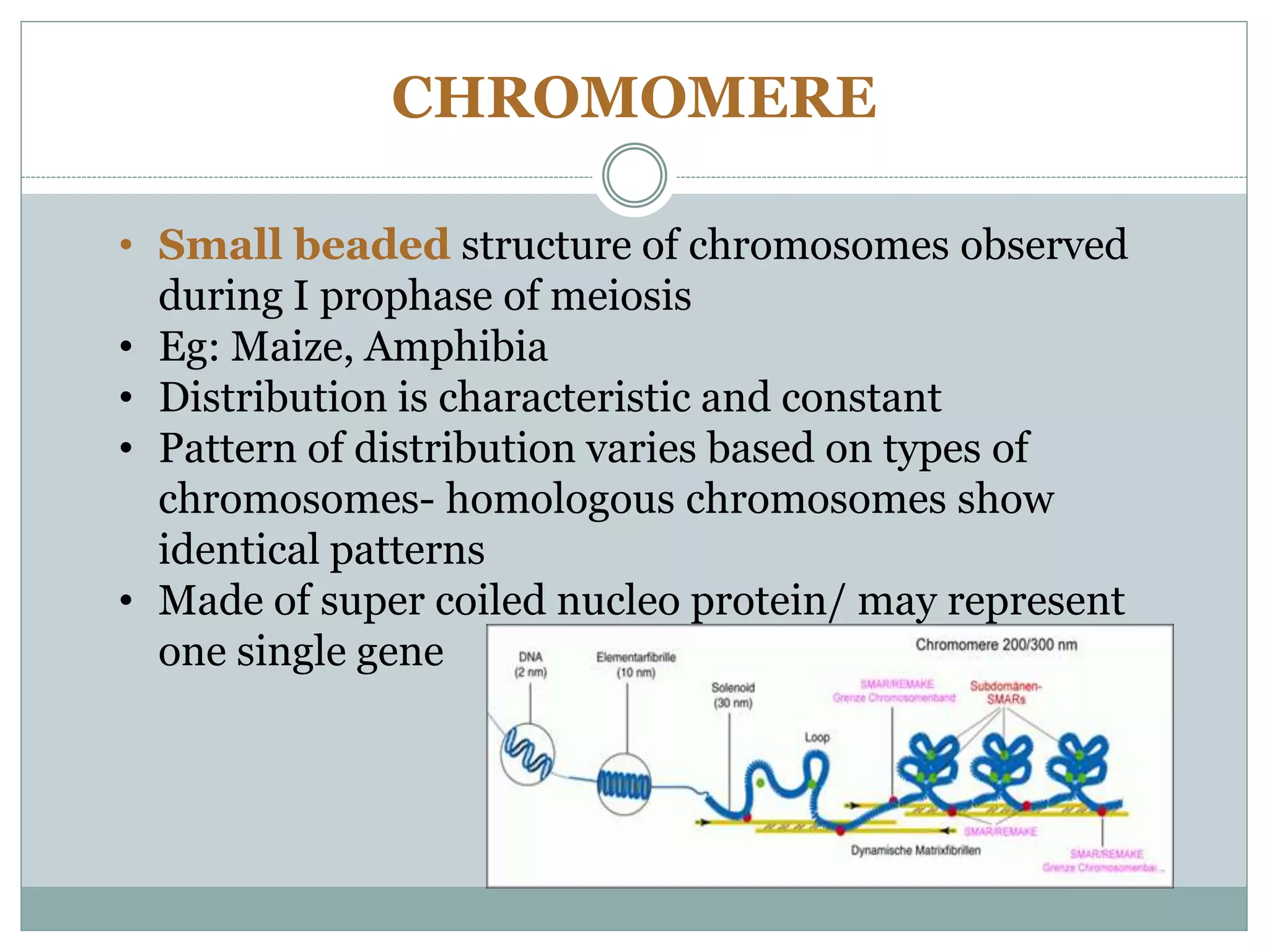 Chromosomes structure and morphology | PPT