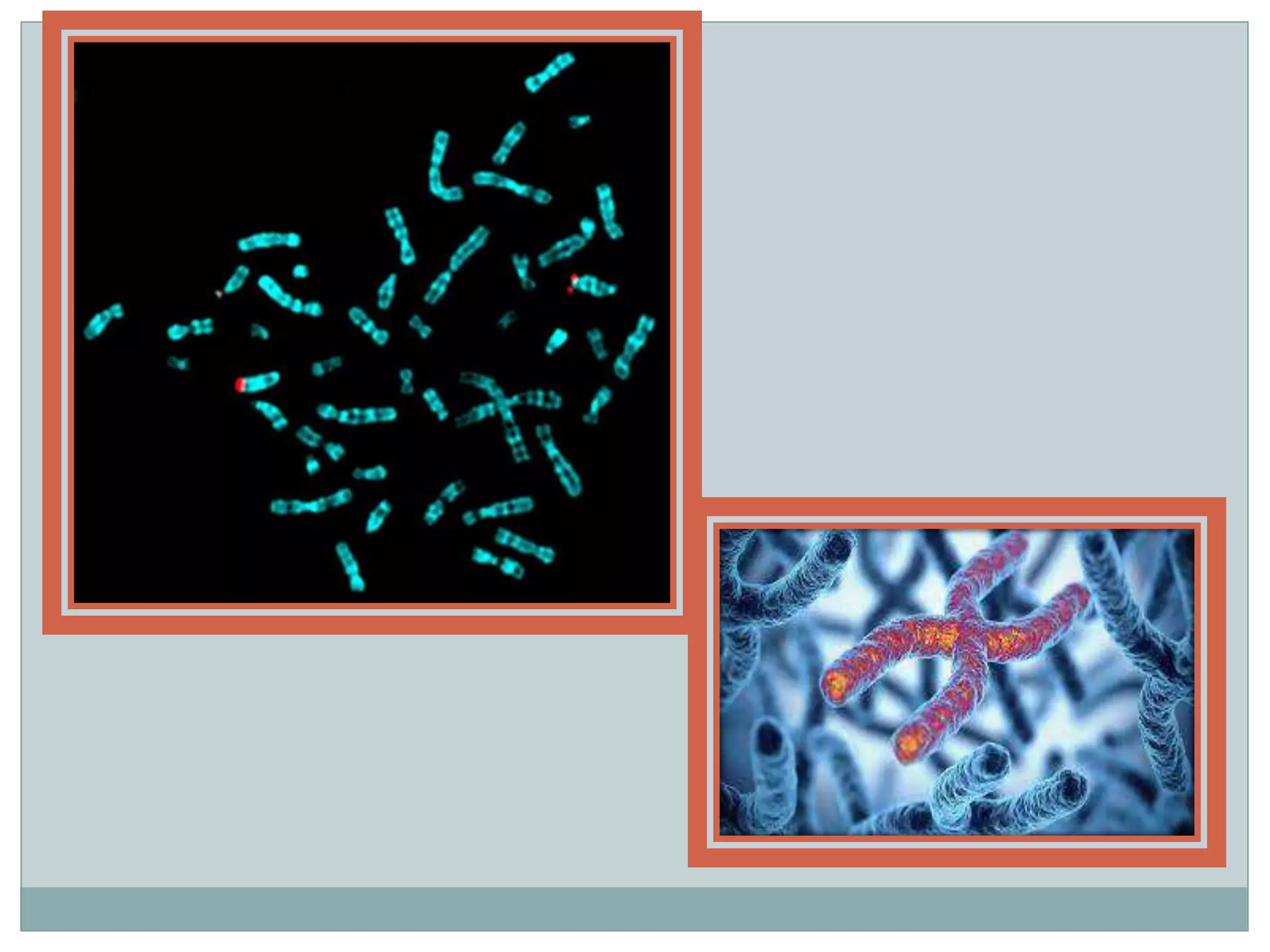 Chromosomes structure and morphology | PPT