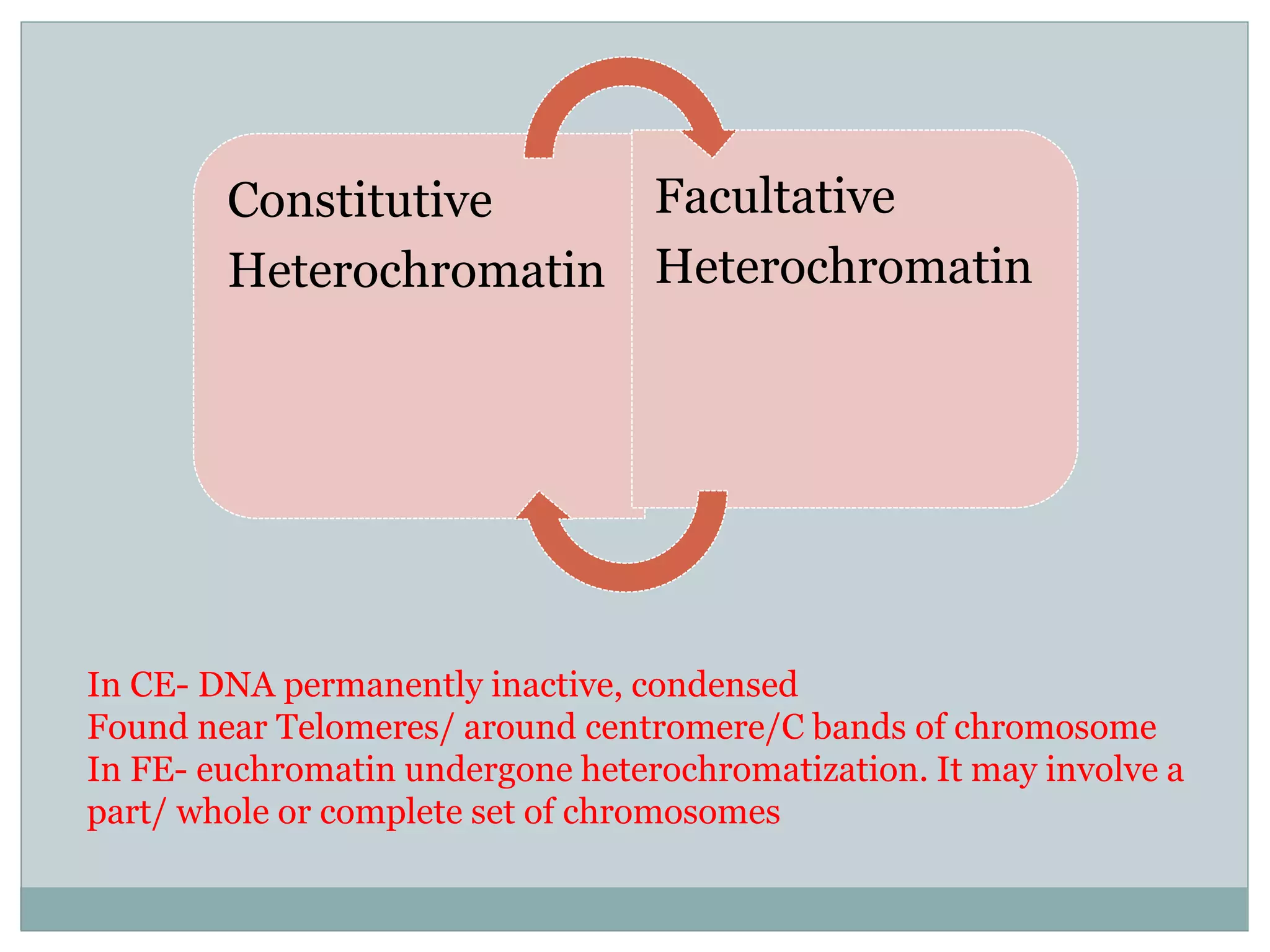 Chromosomes structure and morphology | PPT