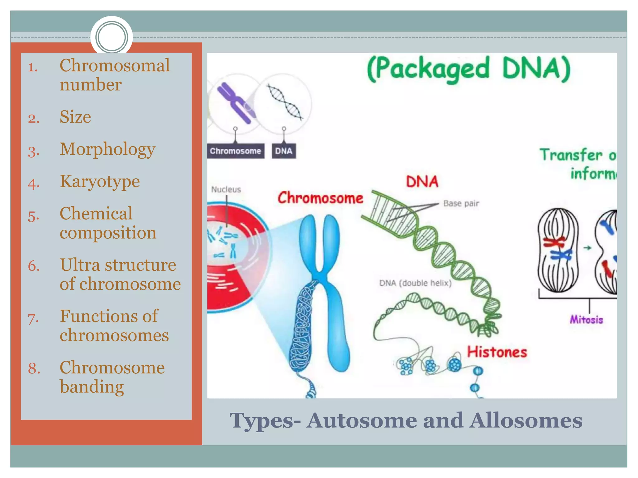 Chromosomes structure and morphology | PPT