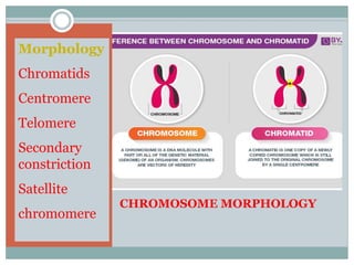 Chromosomes structure and morphology | PPT
