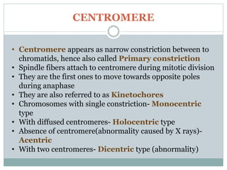 Chromosomes structure and morphology | PPT