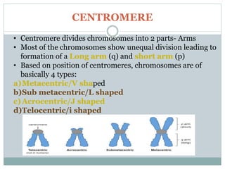 Chromosomes structure and morphology | PPT