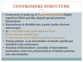 Chromosomes structure and morphology | PPT | Biological Sciences | Science
