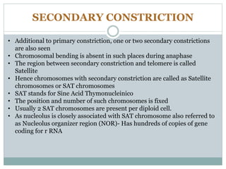 Chromosomes structure and morphology | PPT