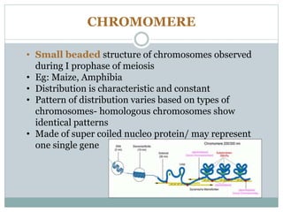 Chromosomes structure and morphology | PPT