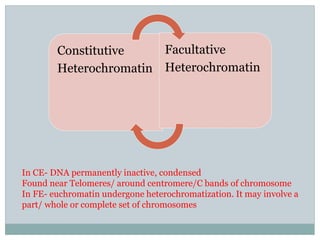 Chromosomes structure and morphology | PPT