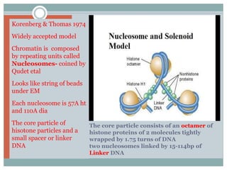 Chromosomes structure and morphology | PPT