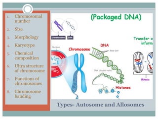 Chromosomes structure and morphology | PPT