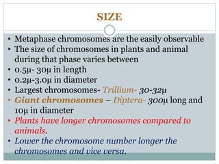 Chromosomes structure and morphology | PPT