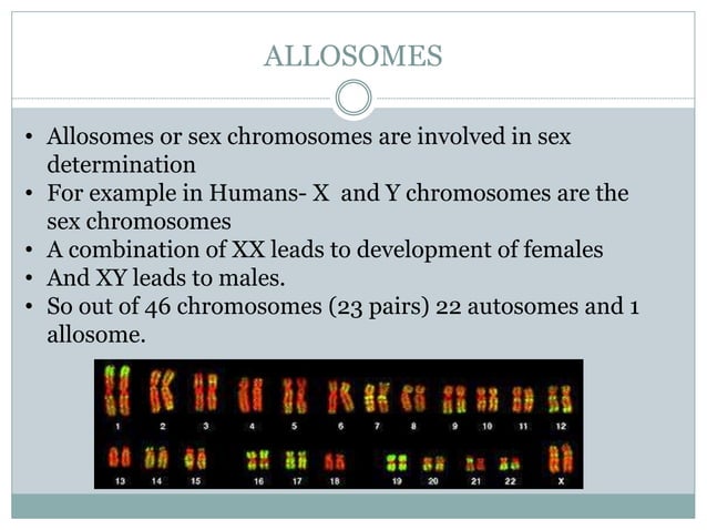 Chromosomes structure and morphology | PPT | Biological Sciences | Science